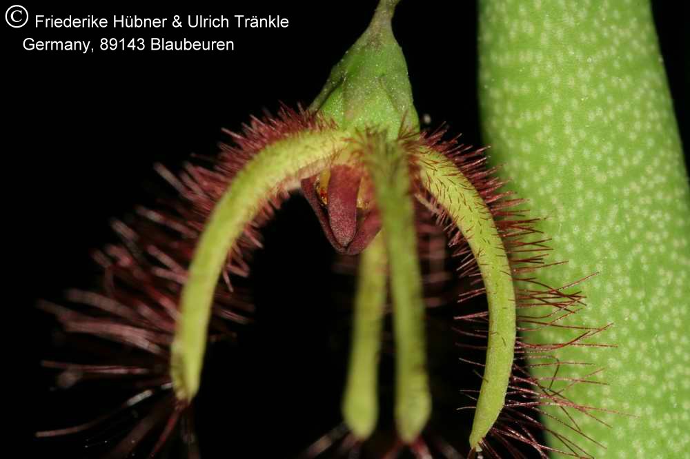 Fotoausstellung Caralluma